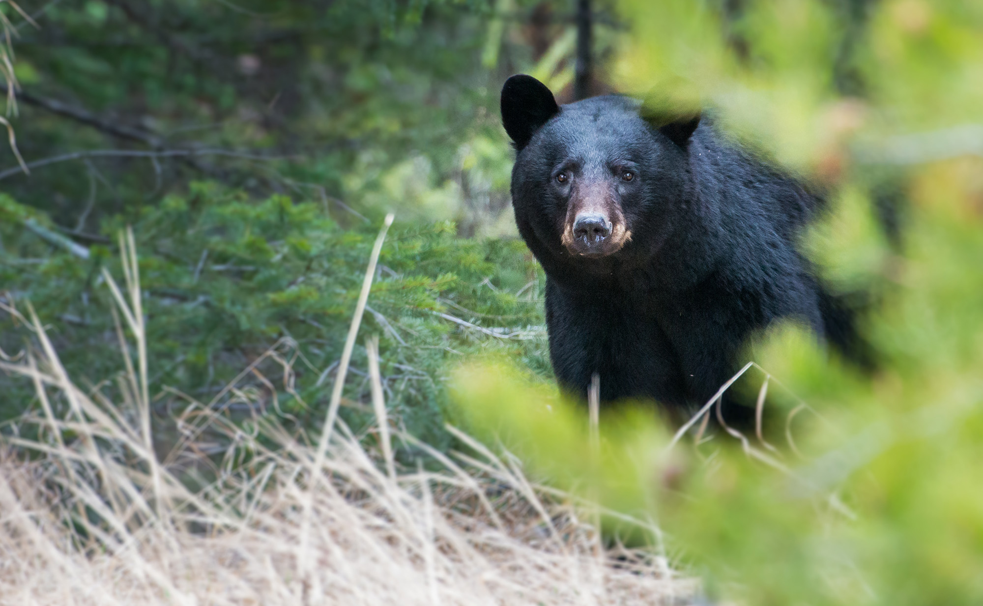 Bears are active on the North Shore