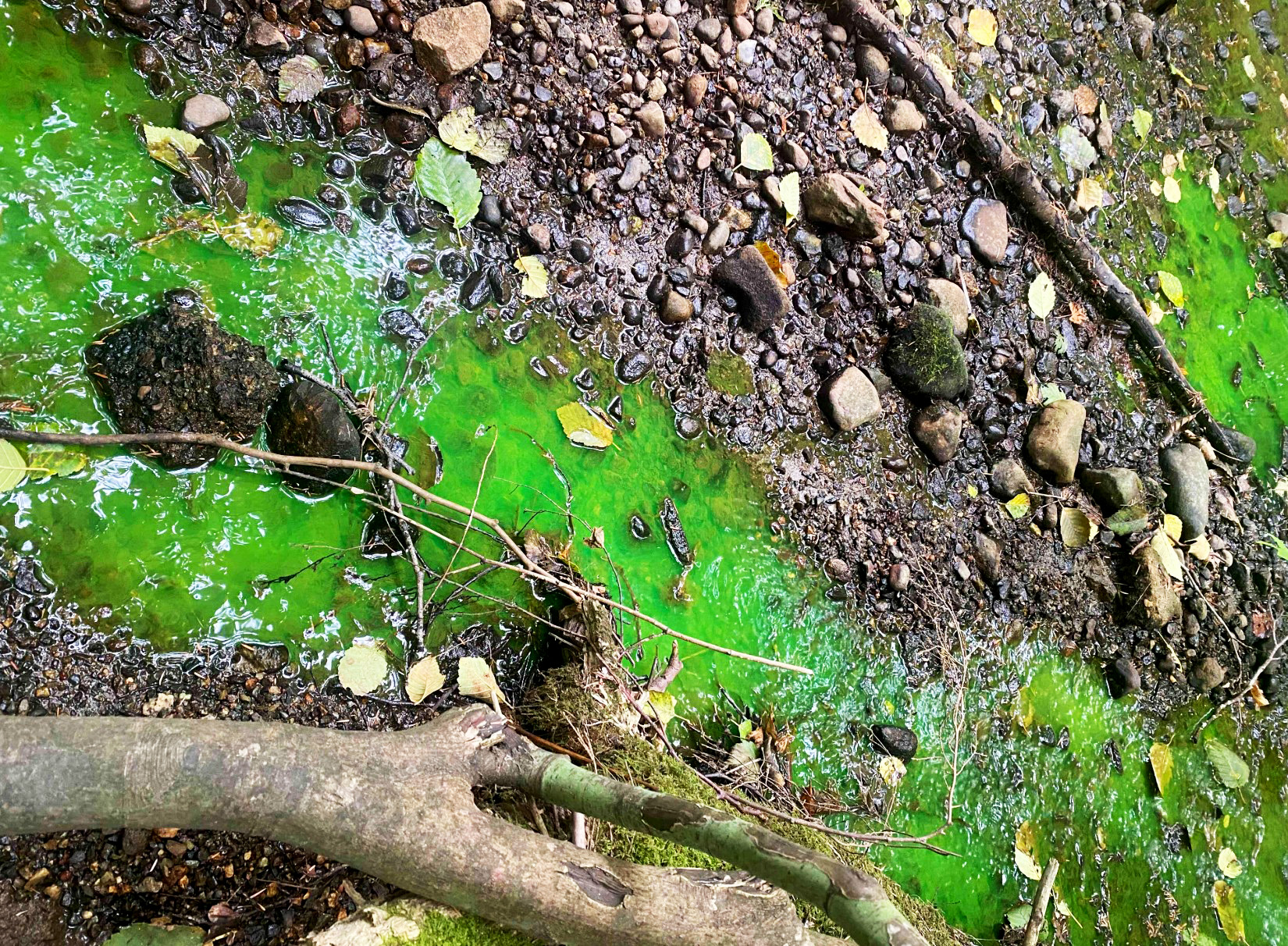 Green dye testing for sewer and stormwater systems