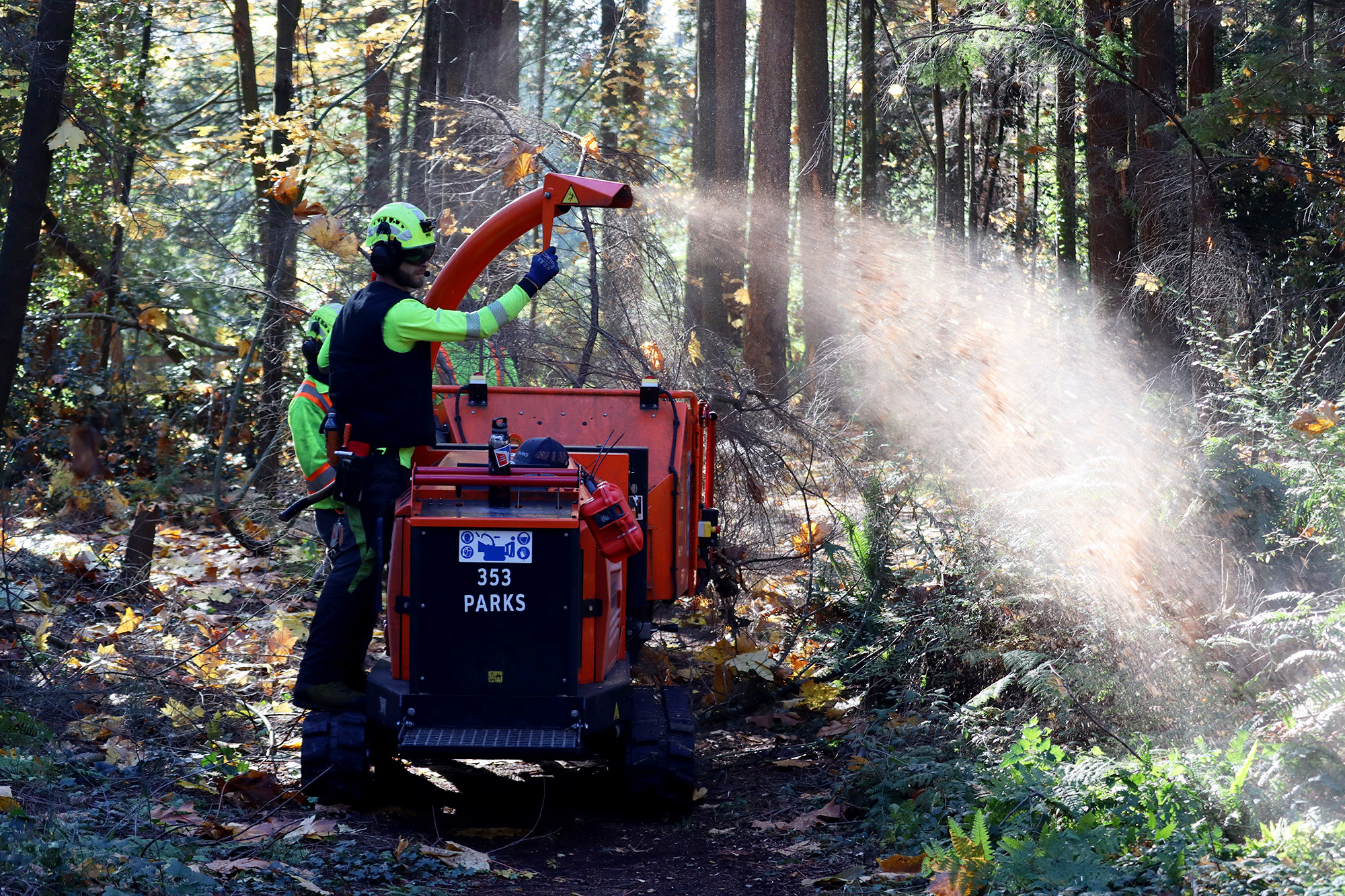 Creating resilient forests