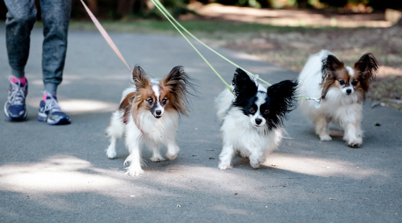 Apply for a commercial dog walking permit