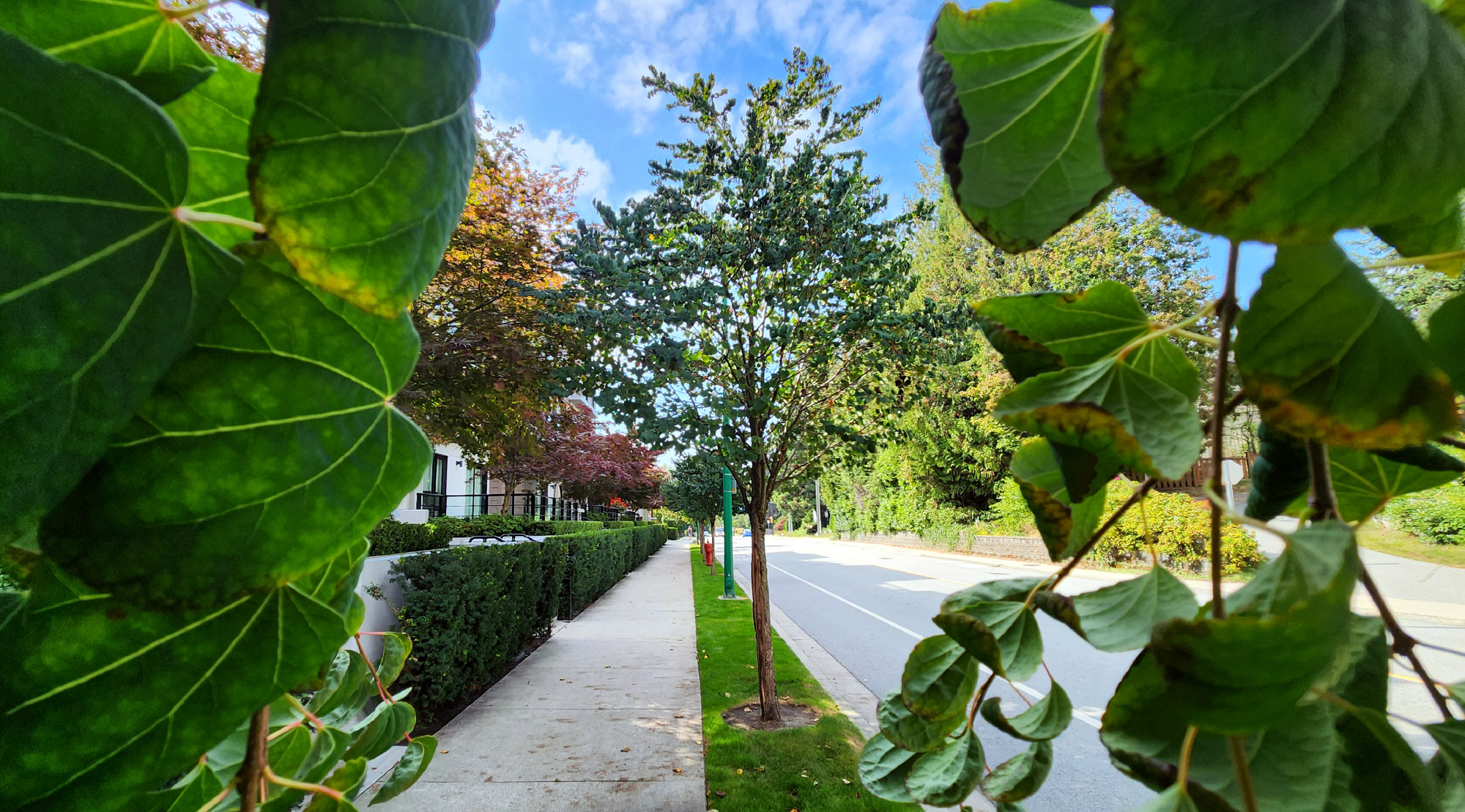 Request a tree on your boulevard